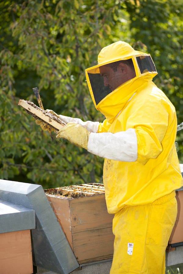 Beekeeper with Honeycomb stock image. Image of honeycomb - 26240305