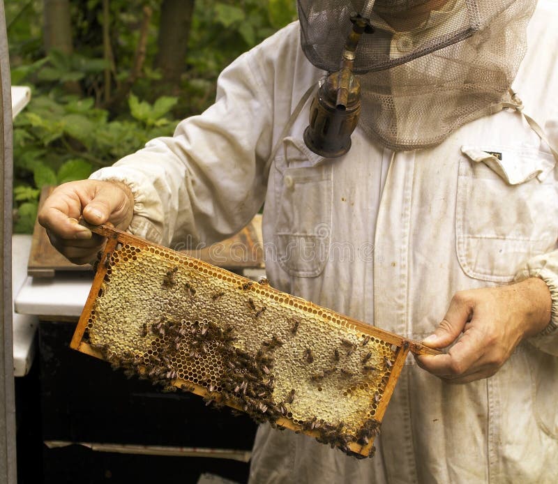 Beekeeper stock photo. Image of apiary, beekeeping, apis - 28862872