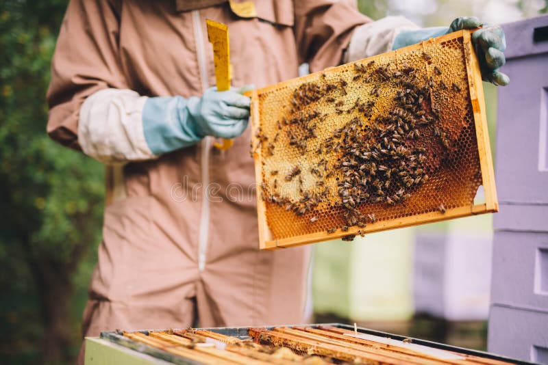 Beekeeper with Honeycomb Brood Frame and Honey Bees Stock Image - Image ...