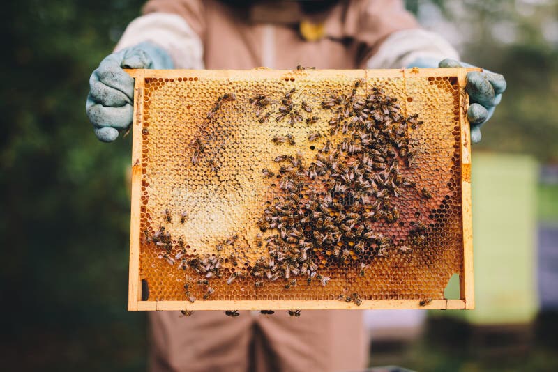 Beekeeper with Honeycomb Brood Frame and Honey Bees Stock Image - Image ...