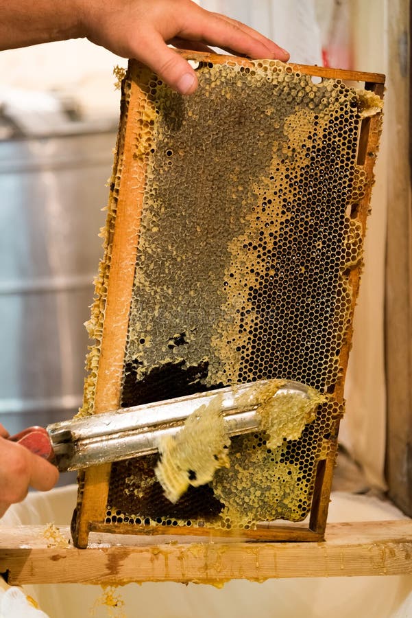 Beekeeper Hot Knife Cuts Wax Honeycombs Stock Photo - Image of ...