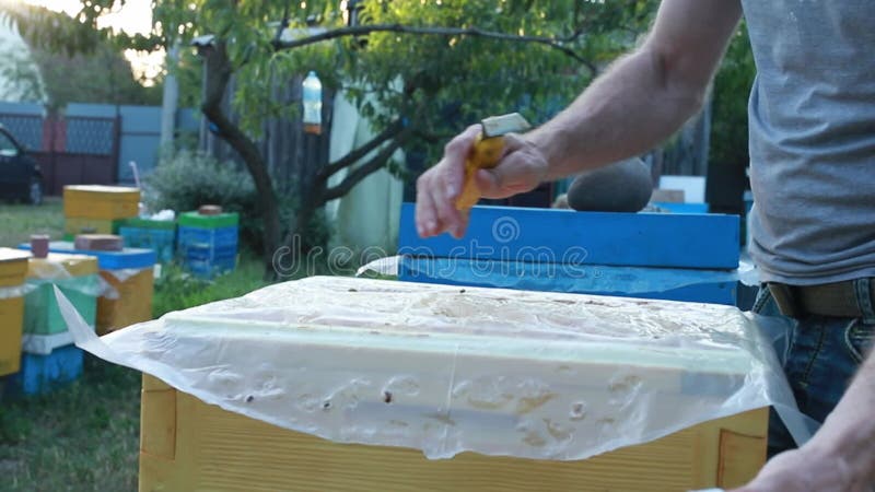 Beekeeper Inserts Beehive Divider To Keep Bees Separate Stock Video ...