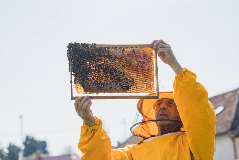 Beekeeper Inspecting Bee Hive Frame, Colony Health, and Size Stock ... Beekeeper Inspecting Bee Hive Frame, Colony Health, and Size Stock ...