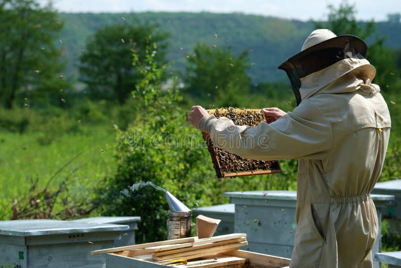 Apiary. the Beekeeper Works with Bees Near the Hives. Apiculture. Stock ...