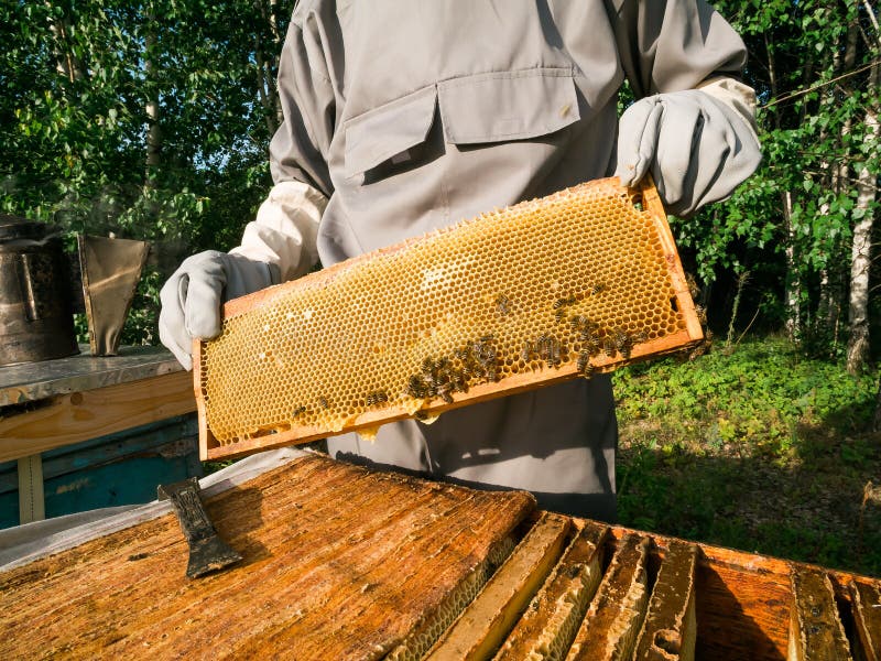Beekeeper Inspecting Honeycomb Frame at Apiary at the Summer Day. Man ...
