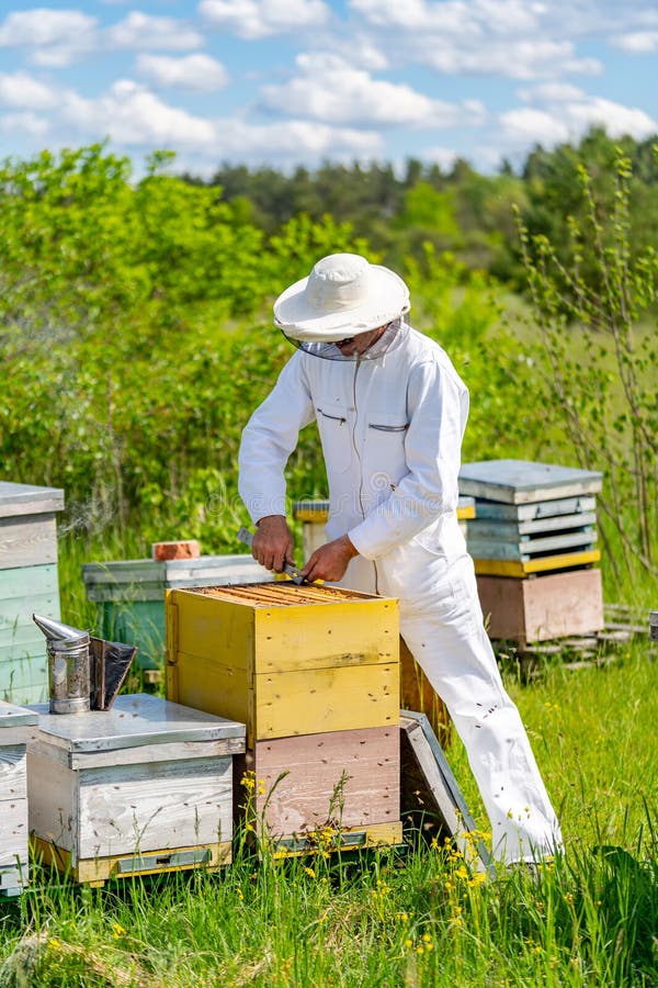 Beekeeper Inspecting Honeycomb Frame at Apiary at the Summer Day. Man ...