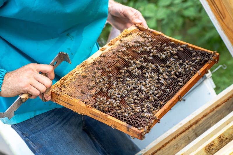 Beekeeper Inspecting Honeycomb Frame with Bees during Daylight Hours ...