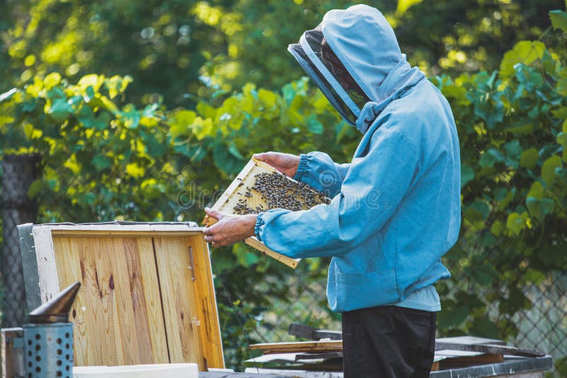 Evening the apiary stock photo. Image of video, head - 57096734