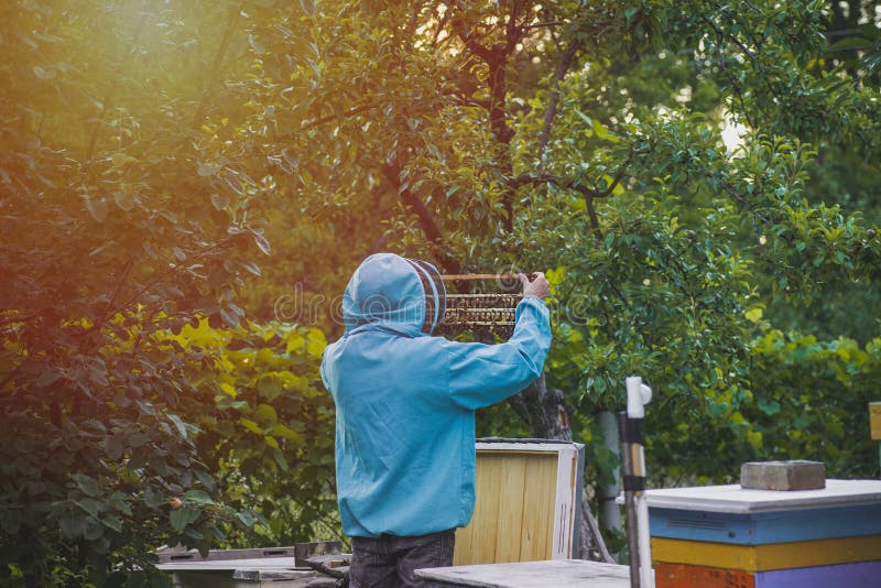 Evening the apiary stock image. Image of head, honey - 56934205