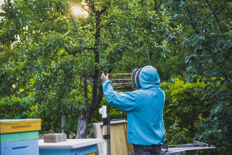 Evening the apiary stock image. Image of head, honey - 56934205
