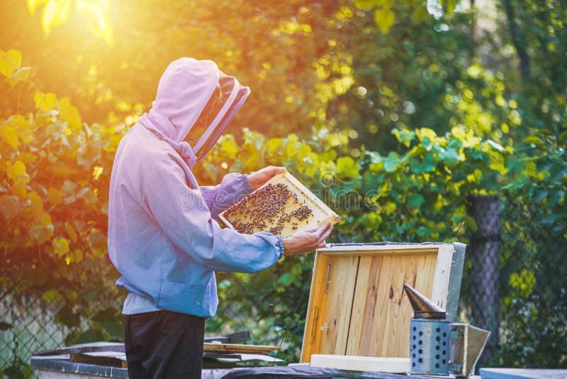 Evening the apiary stock image. Image of head, honey - 56934205