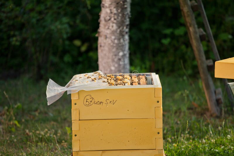 Evening the apiary stock image. Image of head, honey - 56934205