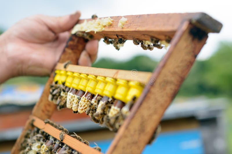 The Beekeeper Inspects a Frame Which Raised New Queen Bees. Karl Jenter ...