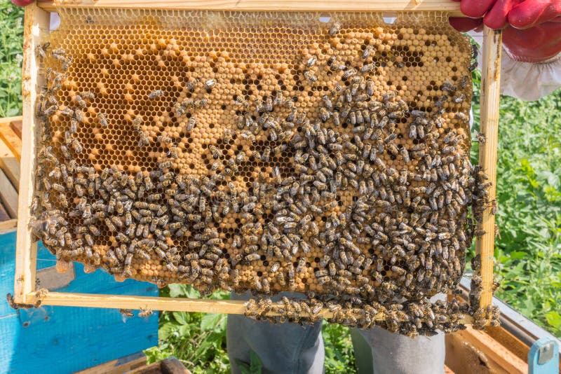 The Larvae of Bees and Pollen Stock Image - Image of insect, gold: 63761117