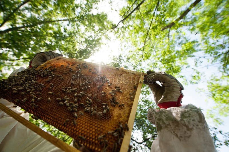 Beekeeper Keeps a Honeycomb Full of Bees Stock Photo - Image of ...