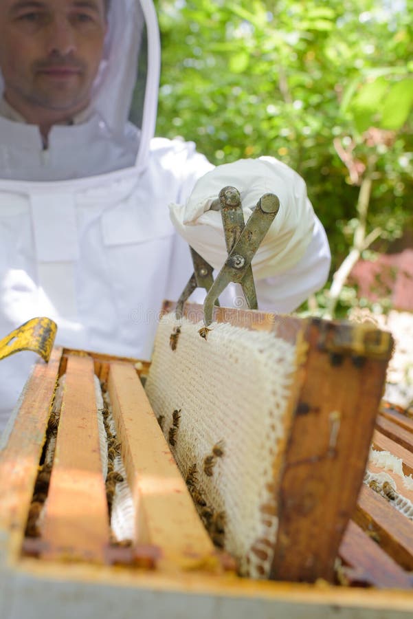 Beekeeper Lifting Out Frame with Metal Tool Stock Image - Image of ...