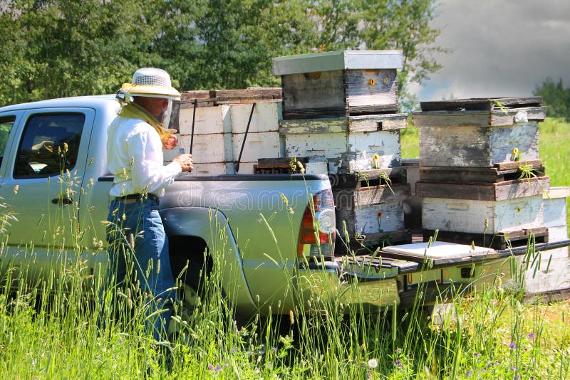Beekeeper Loading Hives on Pickup Stock Image - Image of working ...