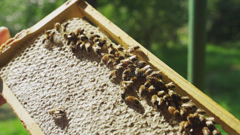 A Beekeeper Looks at a Nesting Frame Made of a Nucleus - a Special Hive. Stock Video - Video of ...