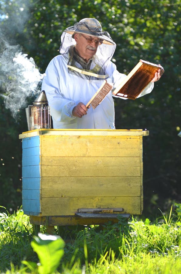 Beekeeper Making Inspection in Apiary Stock Image - Image of cell ...