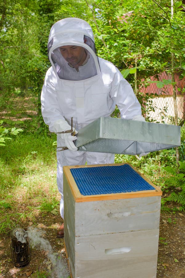 Beekeeper opening hive stock photo. Image of farm, beekeeping - 162091232