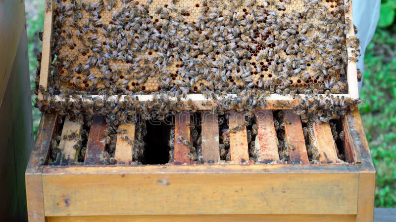 Beekeeper, Opens the Hive, Holding Smoker To Calm Bees, Showing Brood ...