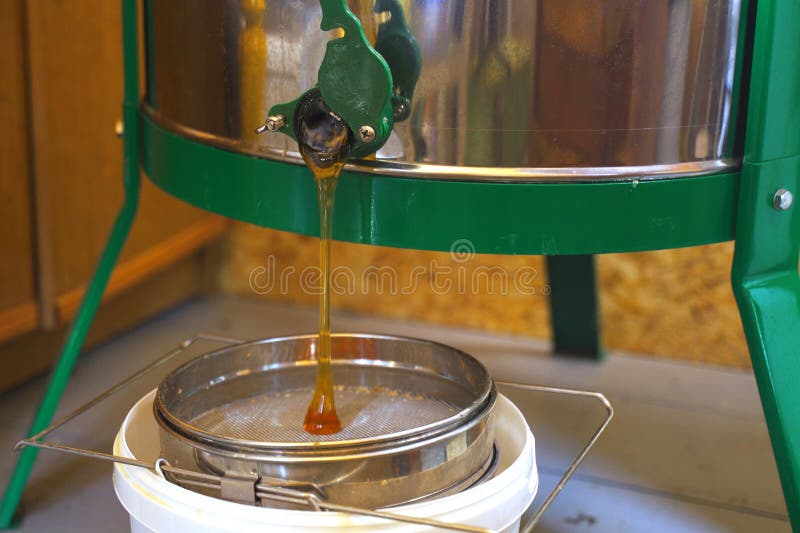 The Beekeeper Opens the Honey Extractor Valve and the Honey Flows Out ...