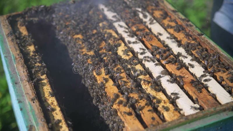 Beekeeper Processes Beehive Chimney. Slow Motion Stock Video - Video of ...