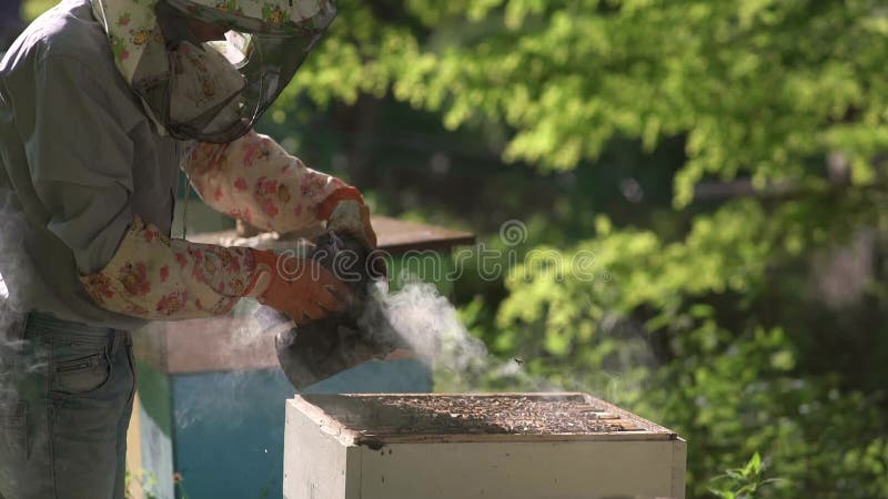 Beekeeper Processes Beehive Chimney. Slow Motion Stock Video - Video of ...
