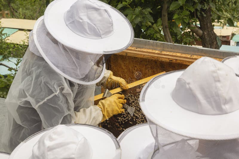 Children Beekeeper Stock Photos - Free & Royalty-Free Stock Photos from ...