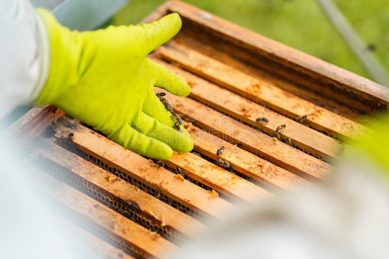 Beekeeper Puts Bees Back on the Wooden Frame of the Beehive Stock Photo ...