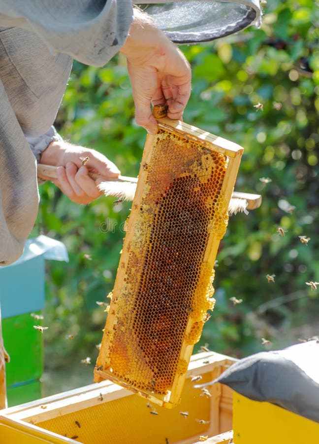 Beekeeper Puts Frame in Hive. Work on Apiary in Summer. Beekeeping ...