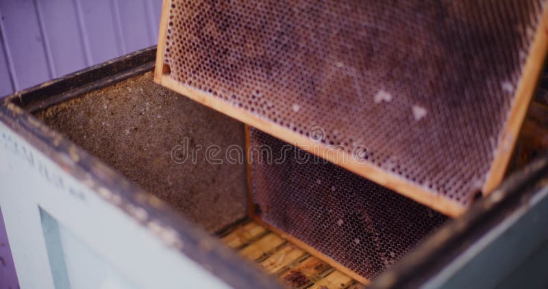 Beekeeper Puts Frames into an Empty Hive Stock Footage - Video of ...