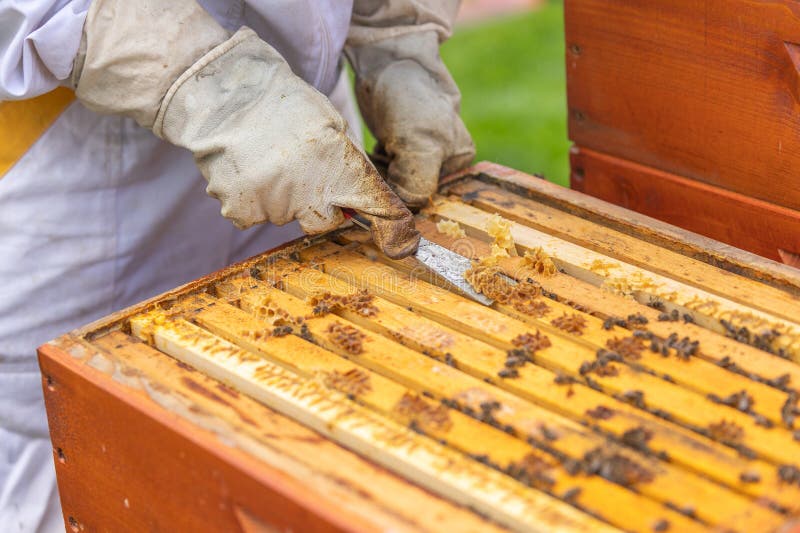 Beekeeper Removing Honeycomb Beehive Using Hive Tool Apiary Stock ...