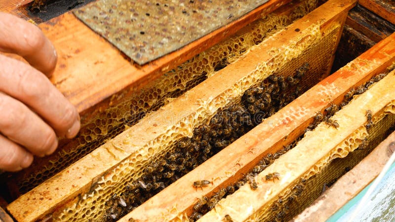 Beekeeper S Hands Take Out Frames with Bees from the Beehive. There are ...