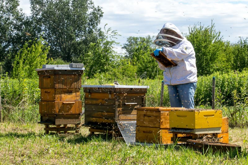 Beekeeper in Apiary during Work Stock Image - Image of work, honey ...