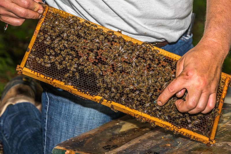 Labeled Animal Cell Stock Photos - Free & Royalty-Free Stock Photos ...