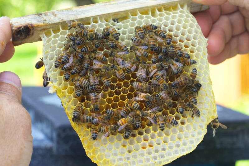 The Beekeeper Shows the Queen Bee in a Nesting Frame among the Bees ...