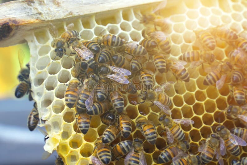 The Beekeeper Shows the Queen Bee in a Nesting Frame among the Bees ...