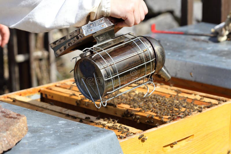 Beekeeper with Bee Smoker Holding Bee Frame and Inspecting Beehives ...