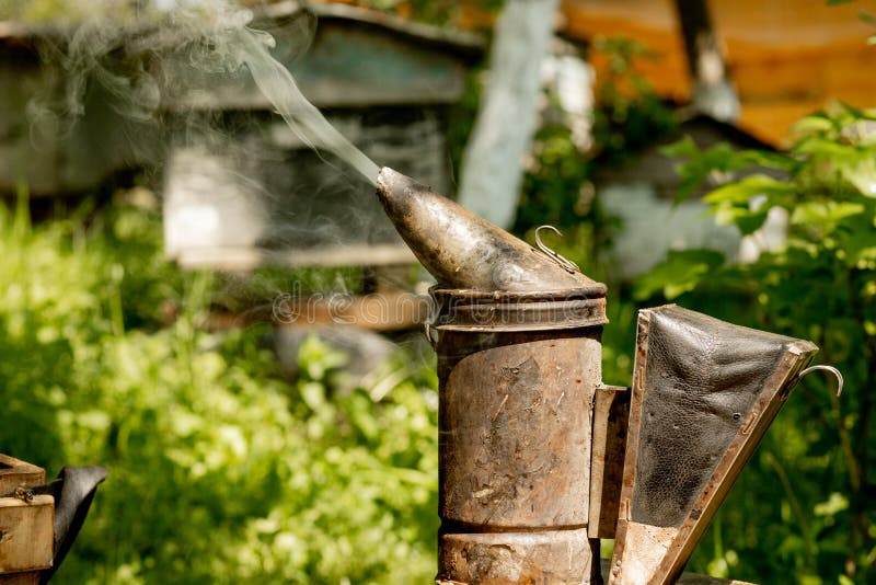 Beekeeper with Bee Smoker Holding Bee Frame and Inspecting Beehives ...
