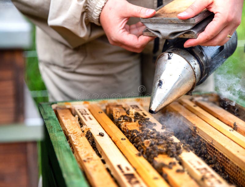 Beekeeper Smoking Bees with Bee Smoker on the Apiary Stock Photo ...