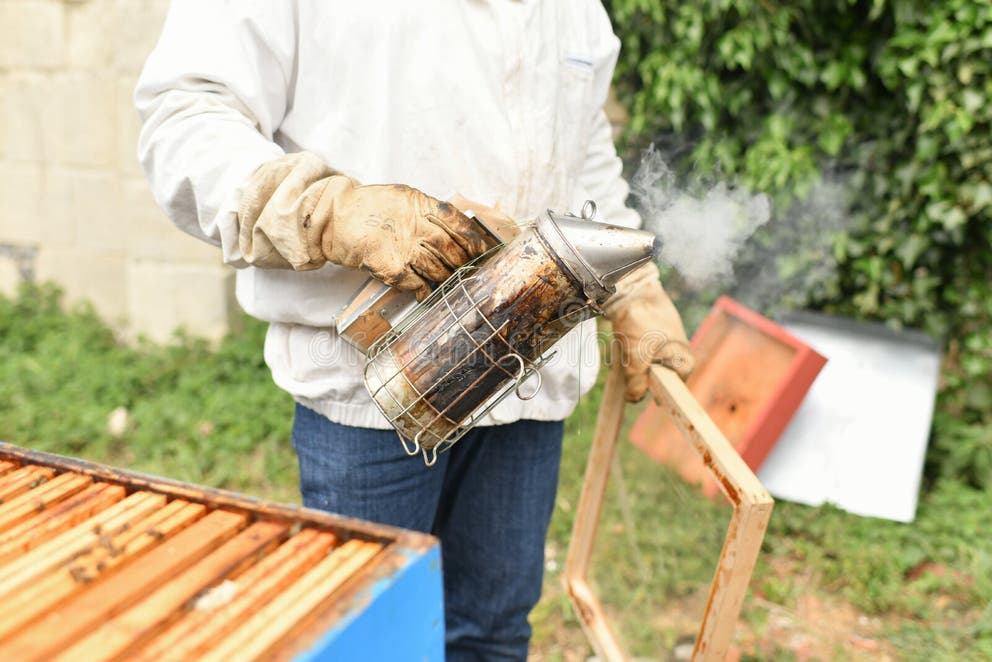Beekeeper Smoking Bees with Bee Smoker at the Apiary Stock Photo ...