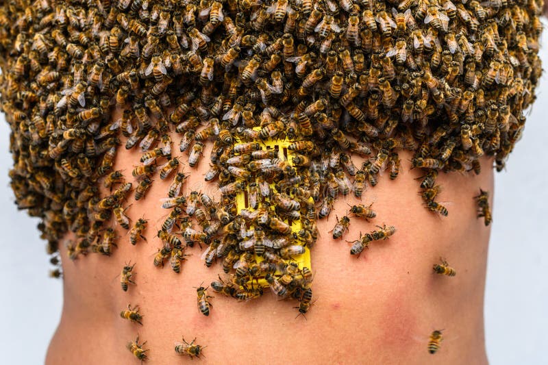 Beekeeper Covered with Bees Holding Queen Excluder Stock Photo - Image ...