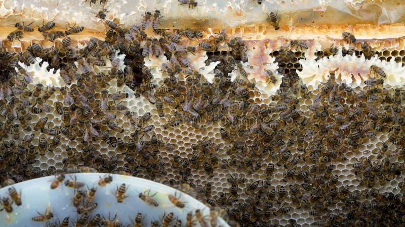 Beekeeper Strokes Bees on Frame with His Bare Hands. Frame with Honey ...