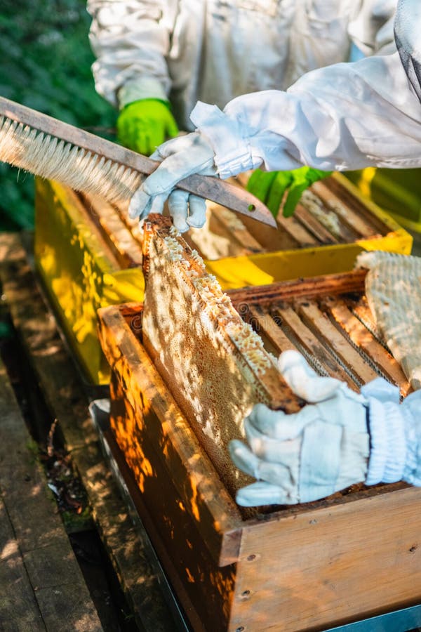 Beekeeper in a Suit and Gloves Puts Back a Beehive with Honeycombs ...