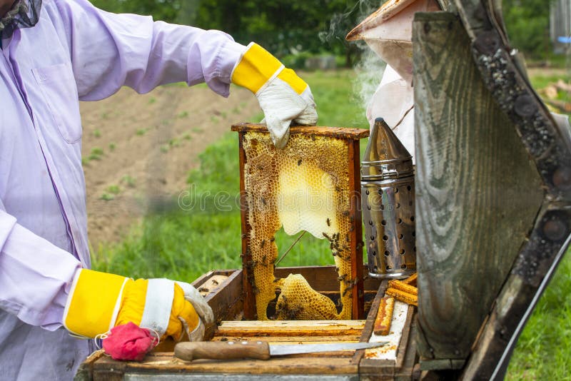 Beekeeper Takes Out Honeycomb from Beehive. Person in Beekeeper Suit ... Beekeeper Takes Out Honeycomb from Beehive. Person in Beekeeper Suit ...