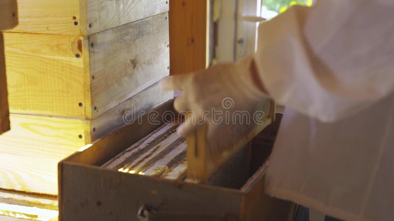 The Beekeeper Takes Out the Nesting Frames with Honey from the Box. Stock Footage - Video of ...