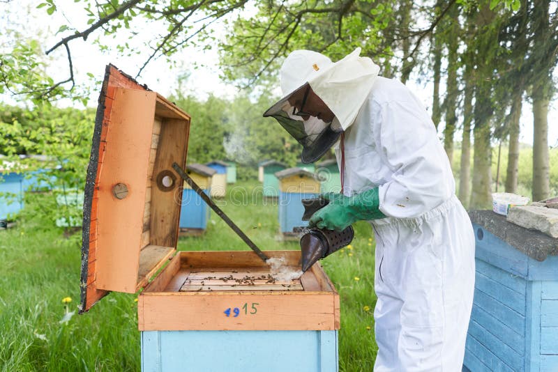 Beekeeper Throwing Smoke into an Artificial Bee Hive Stock Photo ...