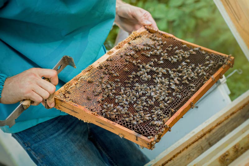 Bee Brood on Honeycombs. Hatching Young Bees, Pupae, Larvae, Bee Eggs ...