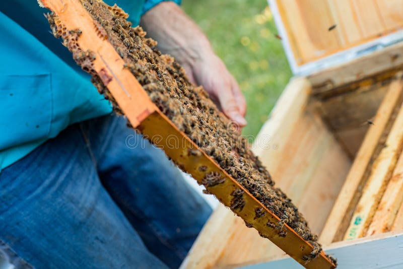 Bee Brood on Honeycombs. Hatching Young Bees, Pupae, Larvae, Bee Eggs ...